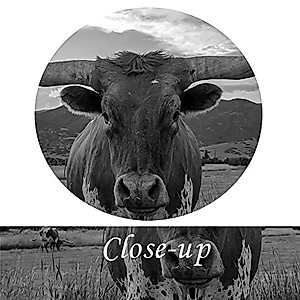 Kreative Arts Black and White Animal Canvas Wall Art Highland Cattle with Long Horns Picture Texas Longhorn in Sunset Farm Painting for Home Decor Modern Living Room Decorations Ready to Hang 24x36in