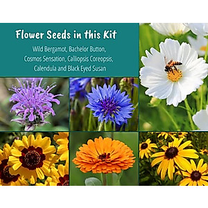 Nuggets of Nectar Pollinator Garden Flower Seed Starter Kit - Grow 6 Types of Wildflower Seeds Including Cosmos, Calendula, Bee Balm, Bachelor Button, Calliopsis and Black Eyed Susan Seeds