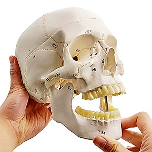 Evotech Classic Numbered Human Skull Model, Life Size (9" Height), Medical Quality-3 Part-W/Sutures Painted, 54pcs Labeled Numbered; for Medical Student; Shows Most Major Foramen, Fossa, and Canals