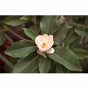 Sweet Bay Magnolia Tree | 30 Live Plants | Magnolia Virginiana | Beautiful Ornamental Specimen