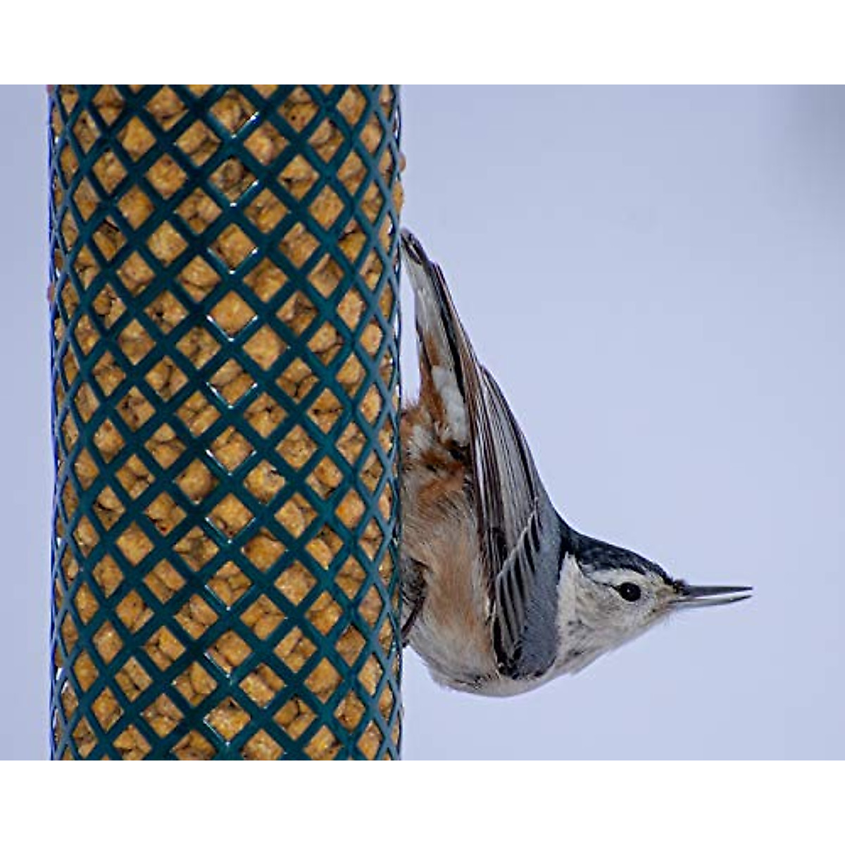 C&S Wild Bird Woodpecker Suet Nuggets Mega Box, 8 Pounds