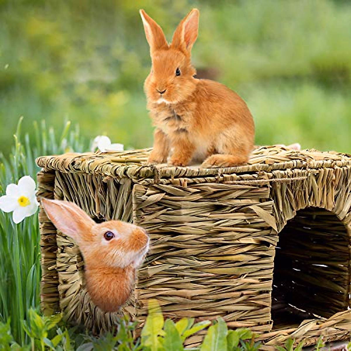 BWOGUE Extra Large Grass House for Rabbits,Hand Crafted Natural Grass Hideaway Foldable Bed Hut with Openings Playhouse for Bunny Guinea Pig Chinchilla Ferret for Play and Sleep