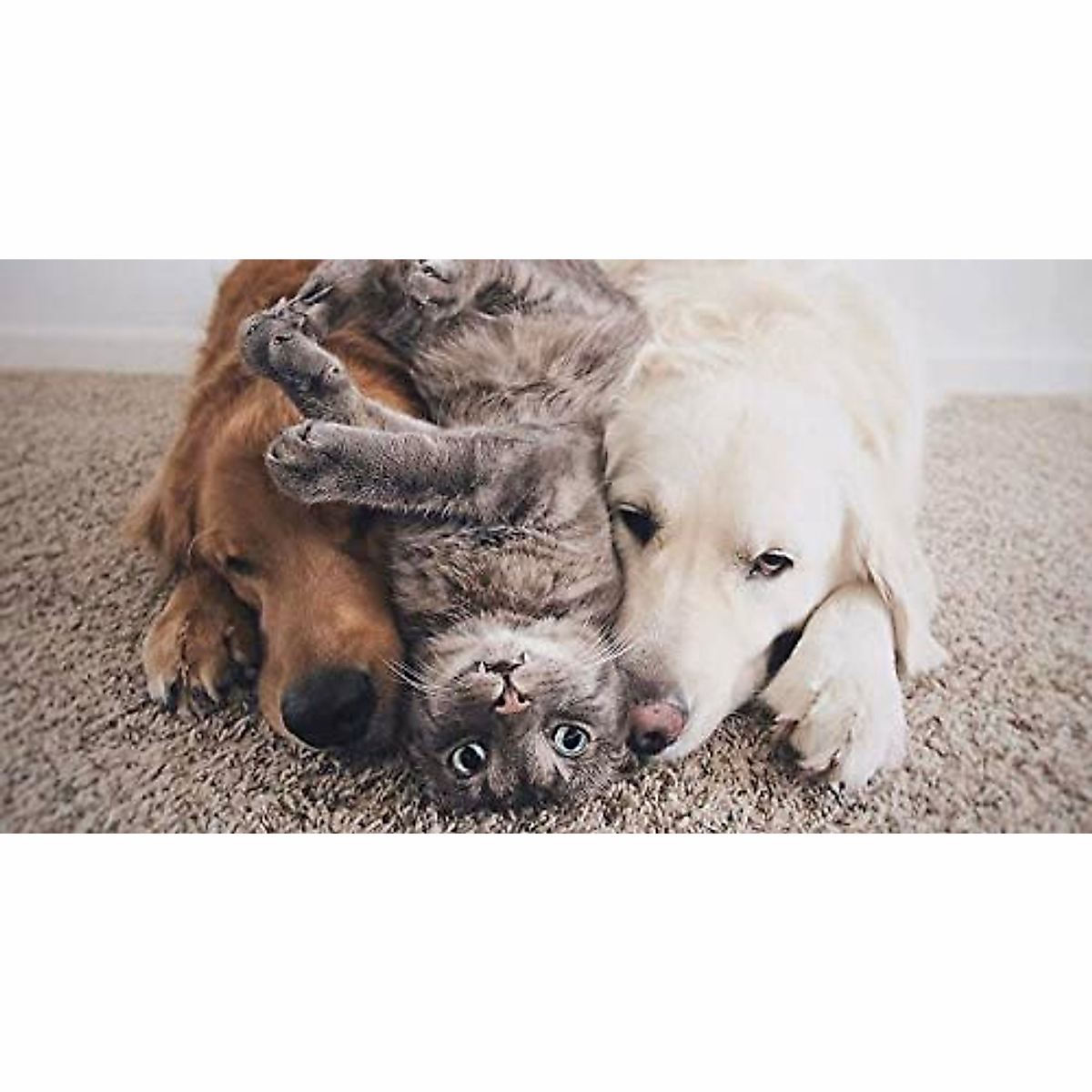 cat Joint Supplement - Pets Turmeric with Organic Coconut Oil - Dogs and Cats - Added Hemp Oil Extract - Powerful - Hemp Oil for Cats for Pain - 2 Bottles (240 Treats)