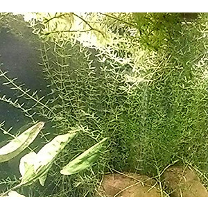 HOT! Anacharis Elodea Densa Tropical Live Aquarium Plants Aquatic Pond Bundle Stems
