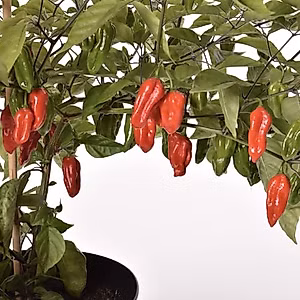 CHUXAY GARDEN Naga Morich Seed,Hot Pepper 20 Seeds Superhot Chilli Red Vegetable Unique Flavor Taste Great for Cooking