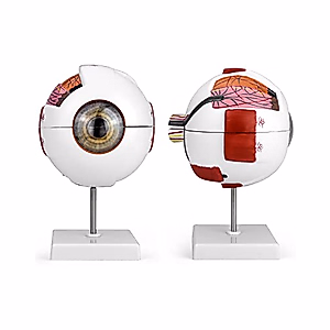 QWORK 6X Enlarged Human Eye Anatomy Model, Magnified Eyeball Model with Detachable Bracket, Anatomically Accurate Science Education Display Medical Teaching Education Human Eye Anatomical Model