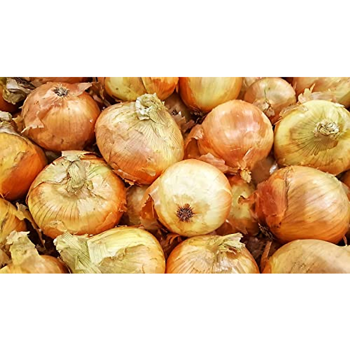 Gaea's Blessing Seeds - Onion Seeds - Non-GMO Heirloom Seeds with Easy to Follow Instructions (Walla Walla Sweet Onion) 93% Germination Rate