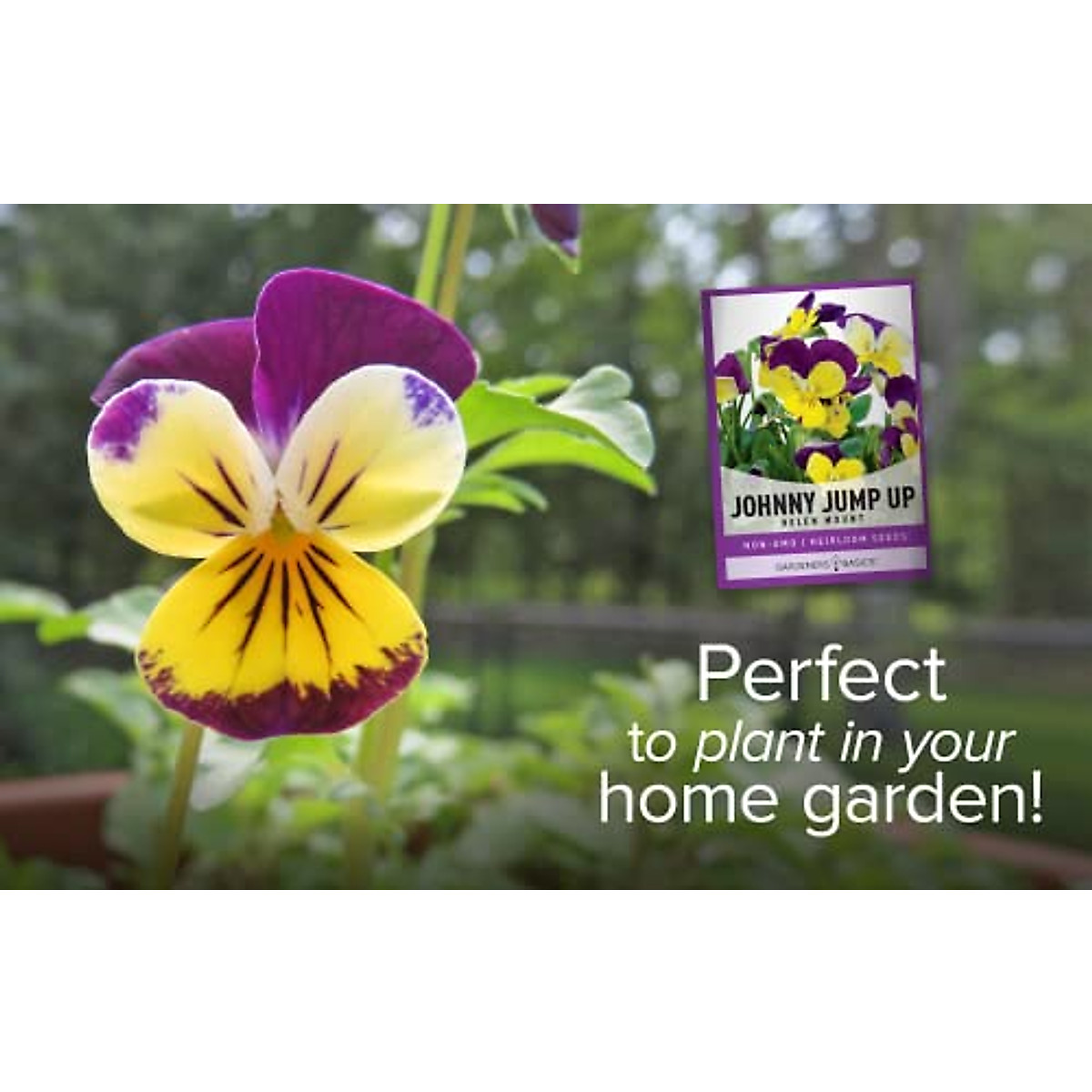 Violet, Johnny Jump Up Flower Seeds for Planting - Flower Seed Packet Annual Flower Open Pollinated, Non-GMO Variety- 1 Gram Seeds Great for Summer Seeds for Flower Gardens by Gardeners Basics