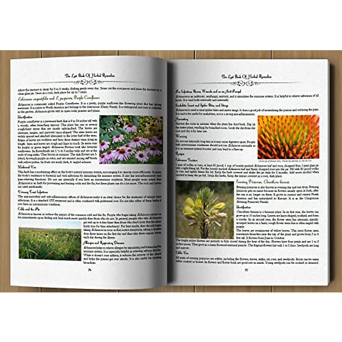 The Lost Book of Herbal Remedies