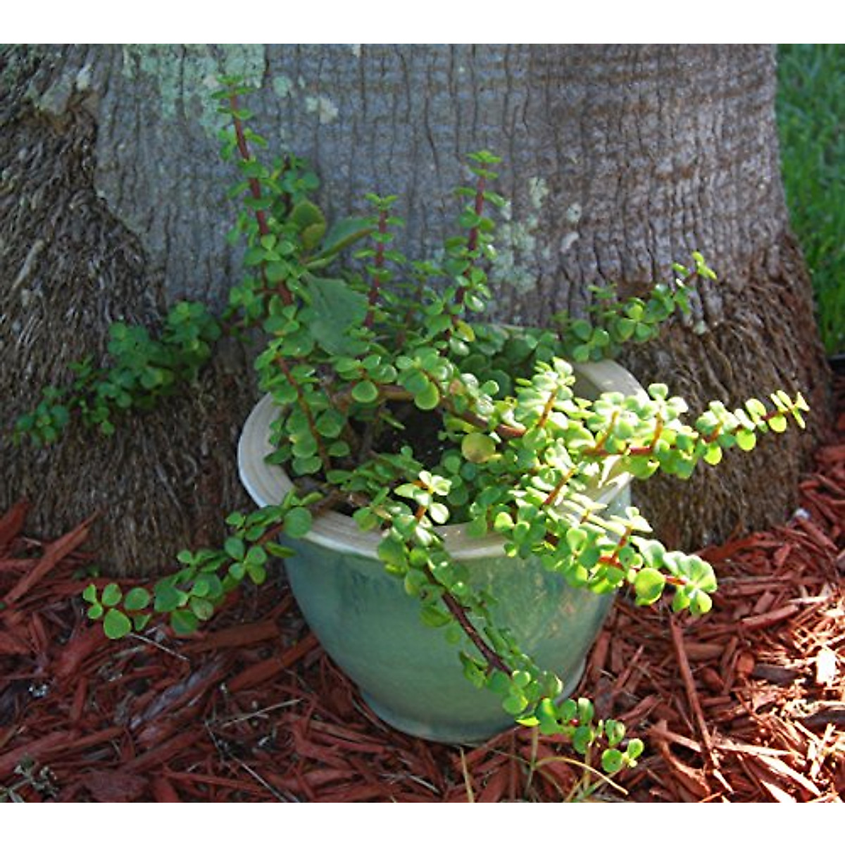 Elephant Bush - Portucalaria Afra Solid Green Bonsai – Mini Jade Tree Plant