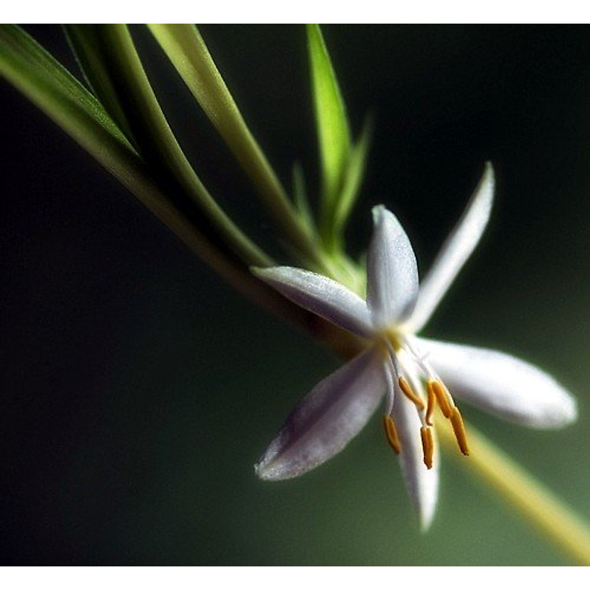Hirt's Gardens Reverse Variegated Spider Plant - Easy to Grow/Cleans The Air - 4in Pot