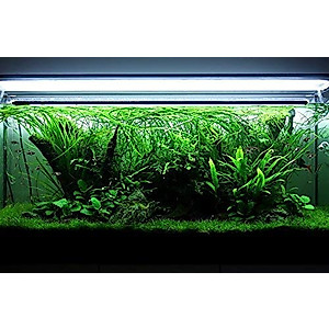 Water Fern Bolbitis Heudelotii Potted Live Aquarium Plant Fresh Water Plants by Greenpro