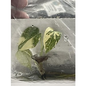 Thai Con Monstera Rare Plant Grow kit