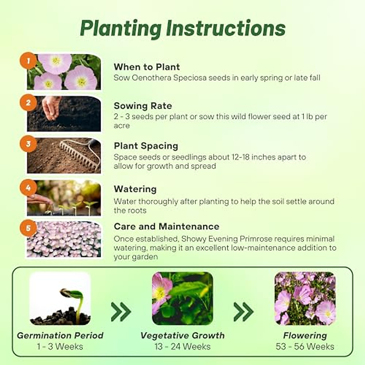 Outsidepride 5000 Seeds Perennial Oenothera Speciosa Showy Evening Primrose Wild Flower Seeds for Planting