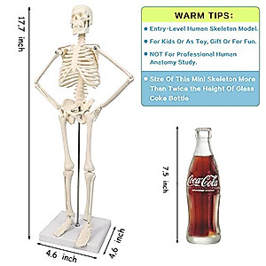 2023 Newest Design Human Skeleton Model for Anatomy,17.7“ High Scientific Anatomy Human Body Model,with Movable Arms and Legs Bones Structures,Whole Spine and Ribs of The Skeleton Model are Integrated