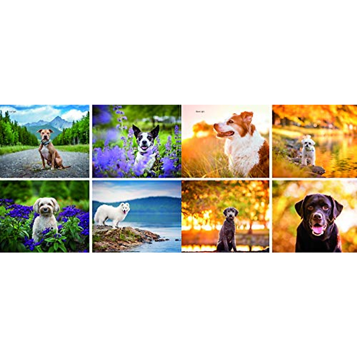 Dogtography: A Knock-Your-Socks-Off Guide to Capturing the Best Dog Photos on Earth