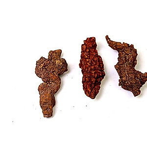 SUNNYHILL Coprolite Authentic Prehistoric Natural Fossilized Mineral Dung Stone Specimen Length 2-4" Weight 0.4 LB