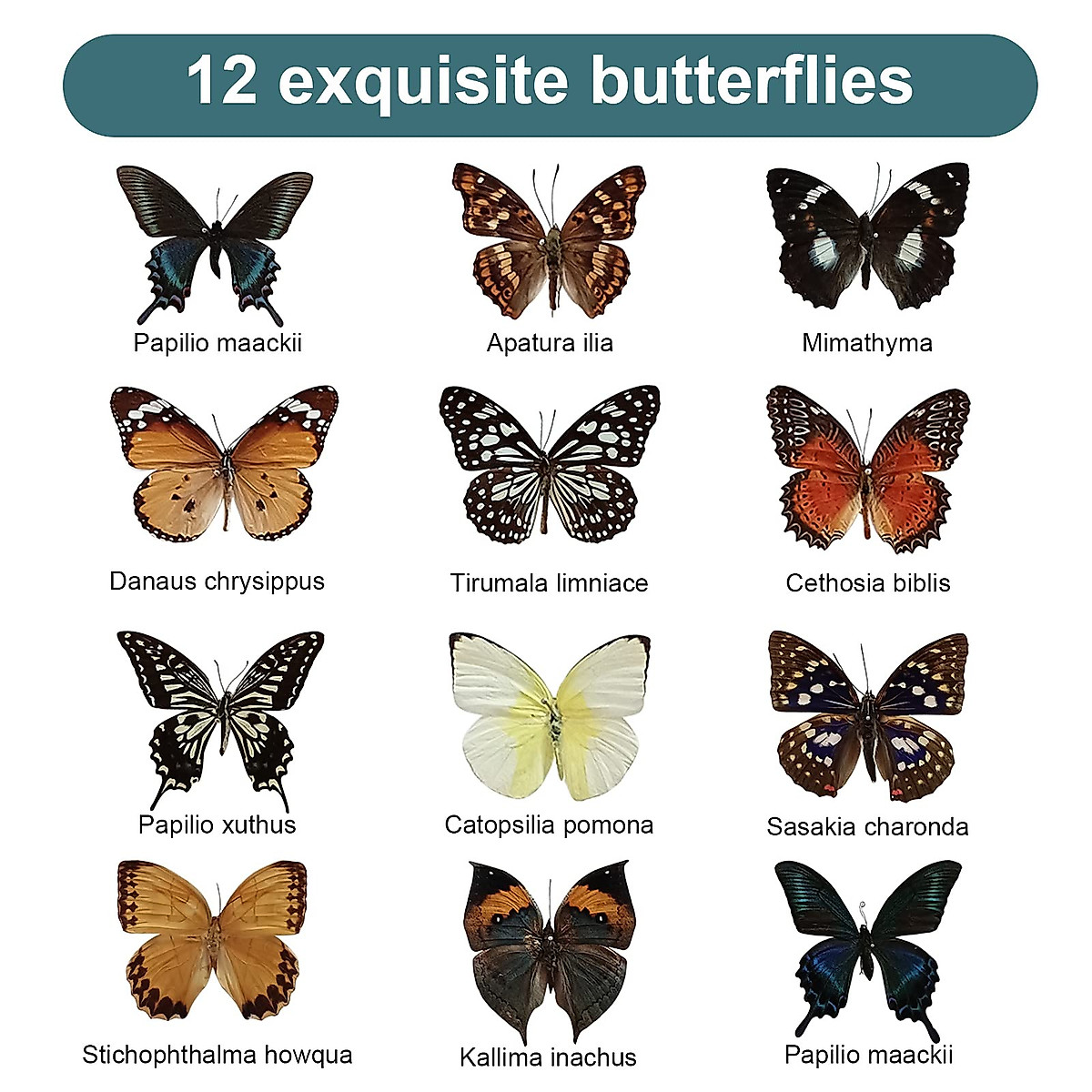 Pokiphip 12 Pcs Taxidermy Butterfly, Real Butterfly Taxidermy Natural Unmounted Butterfly Specimen, Exquisite Collection of Real Butterflies for Home Decor and Crafts