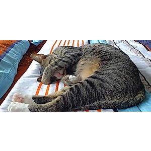 PET SUPPLEMENTS cat Digestive Support Treats - CAT PROBIOTICS - Immune Support - Savory Beef Flavor - Natural Formula - cat probiotics enzymes - 3 Bottles (180 Treats)