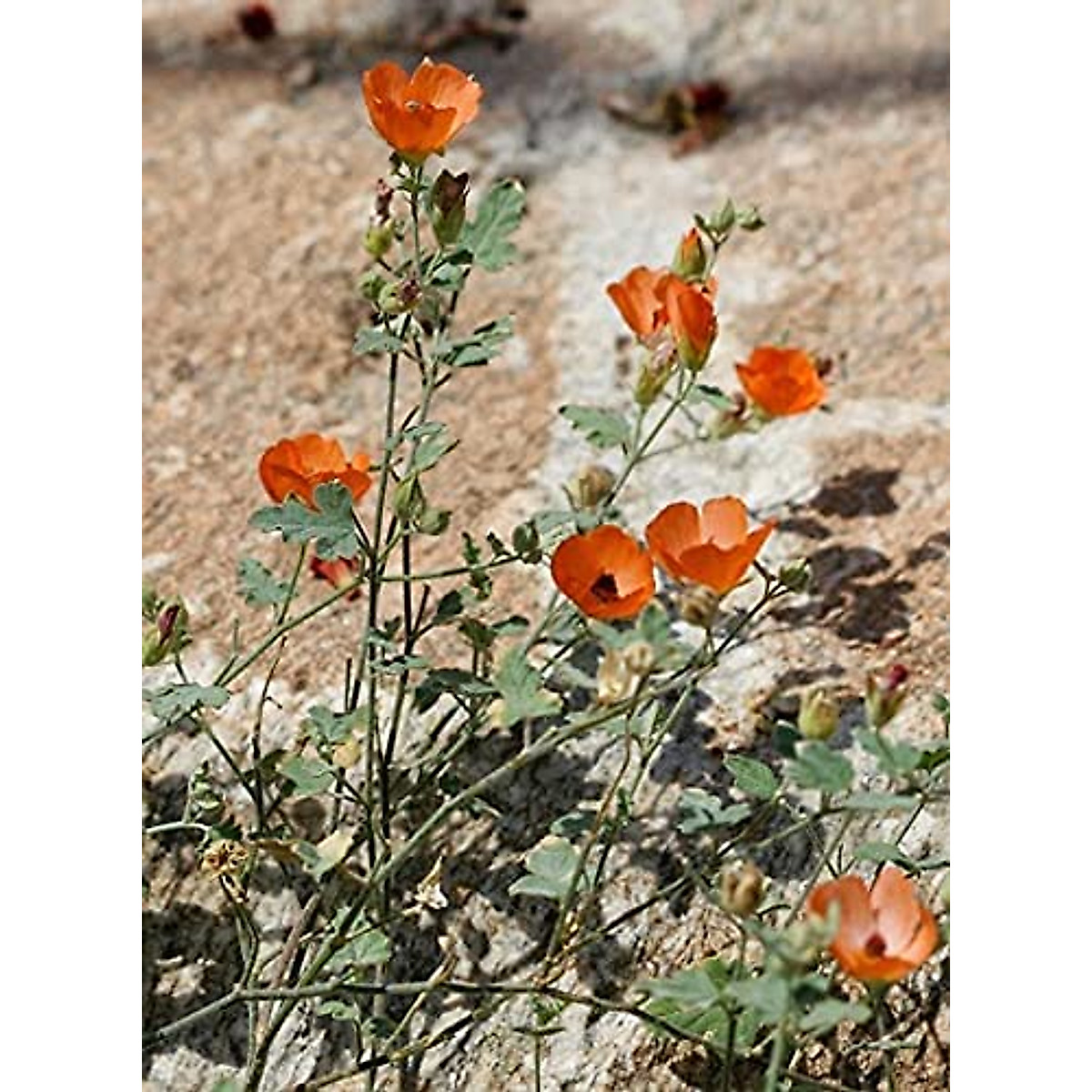 Negrita & Amole Revitalizing Conditioner 8 ounce