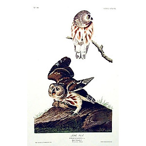 Little Owl. From"The Birds of America" (Amsterdam Edition)