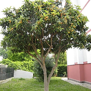 CHUXAY GARDEN 10 Loquat Fruit Seeds Japanese Plum,Chinese Plum,China Pipa Evergreen Shrub Tree Sweet Relieve Cough and Promote Fluid Gardening Gifts, Yellow