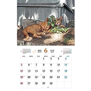そとねこ (インプレスカレンダー2022)