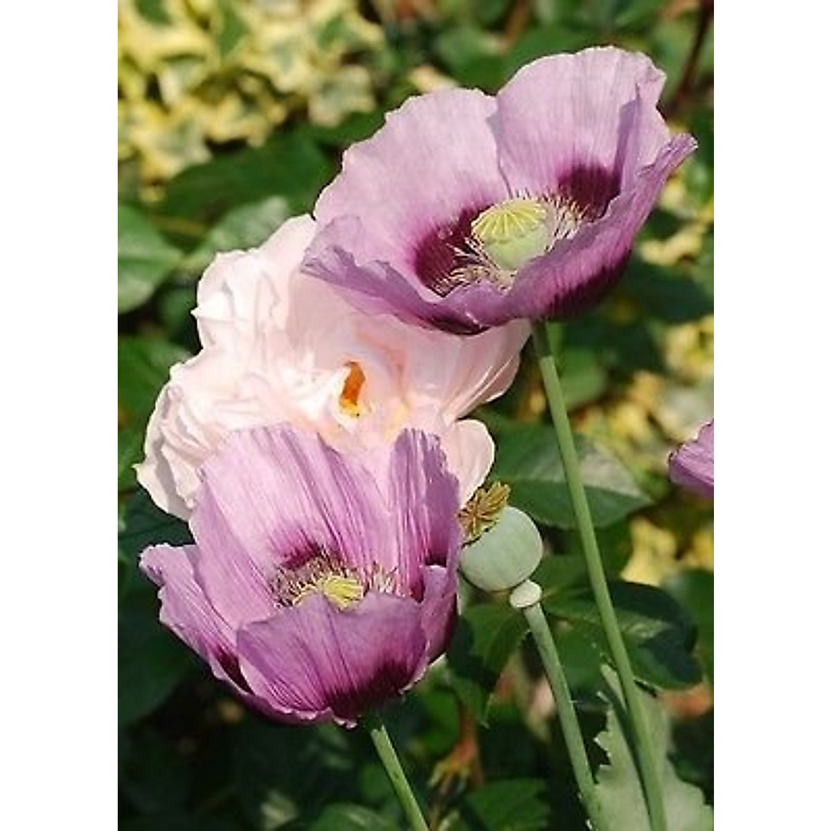 1000 SINGLE LILAC POPPY Papaver Somniferum Purple Heirloom Flower Seeds