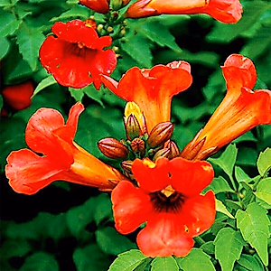 QAUZUY GARDEN 20 Seeds Rare Red Hummingbird Trumpet Creeper Vine Seeds Campsis Radicans Perennial Hardy Flower - Showy Privacy Screen- Easy to Grow & Maintain
