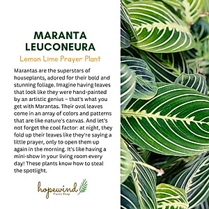 Hopewind Plants Shop- Lemon Lime Prayer Plant, Lemon Lime Maranta, Popular and Attractive houseplant, Gorgeous Live Indoor Plant, Easy to Care and Rare Variety Green Thumbs Up 4 inch Pot