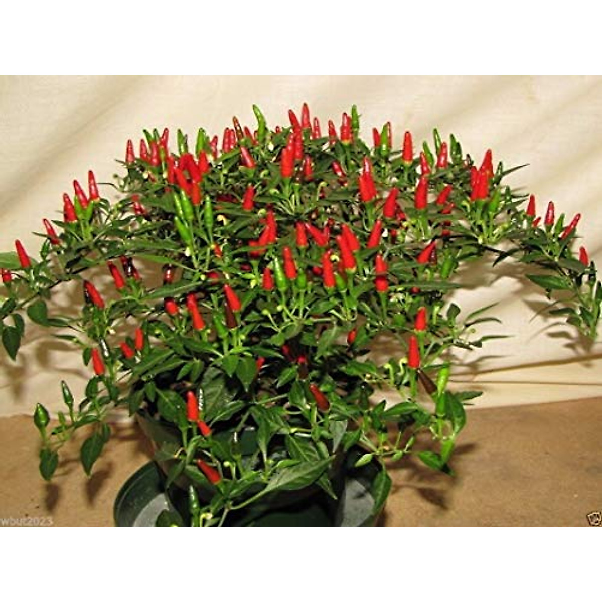 Small Thai Chili Hot Pepper Seeds - Hot Heirloom Chili from Thailand(25 - Seeds)