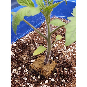 10QT Organic Perlite Horticultural Soil Amendment for Plants and Enhanced Drainage Enhanced