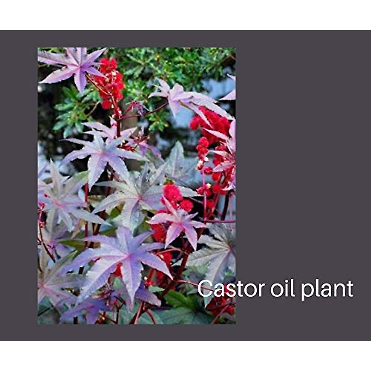 Stand up Biodegradable Bamboo toothbrushes| Hard Wearing, Soft/Medium Plant bristles| Vegan | Plastic Free Toothbrush | Biodegradable Packaging| All Natural Toothbrush