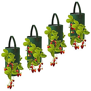 Seascape Everbearing Strawberry Bare Roots Plants, 25 per Pack, Hardy Plants Non GMO