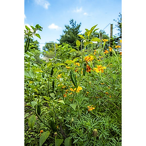 Small Axe Peppers Red Serrano Hot Sauce, 5 oz - All Natural, Kosher, non-GMO, Community Garden Grown Ghost Pepper Gourmet Hot Sauce, Featured on HOT ONES!