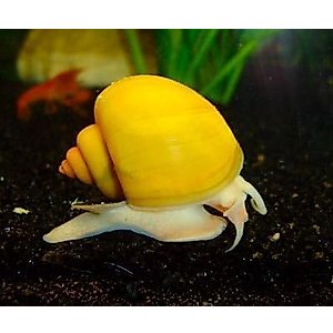 Aquatic Arts 5 Live Gold Mystery Snails Freshwater Aquarium Species/Real Living Glass Fish Tank Clearer | Nano Pets/Natural Decorations