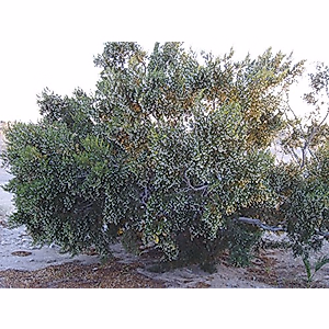 Organic Creosote, Larrea tridentata, Gobernadora, Greasewood, Bonsai, 25 Seeds