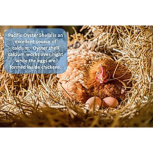 Pacific Oyster Shells - Crushed Oyster Shell Calcium Supplement for Egg-Laying Poultry (Chickens & Ducks) 5lb