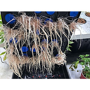 CLONE KING 36 Site Aeroponic Cloning Machine. Expect 100% Success Rates!