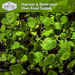 Survival Garden Seeds - Watercress Seed for Planting - Packet with Instructions to Plant and Grow Nasturtium officinale in Your Home Vegetable Garden - Delicious Superfood Non-GMO Heirloom Variety