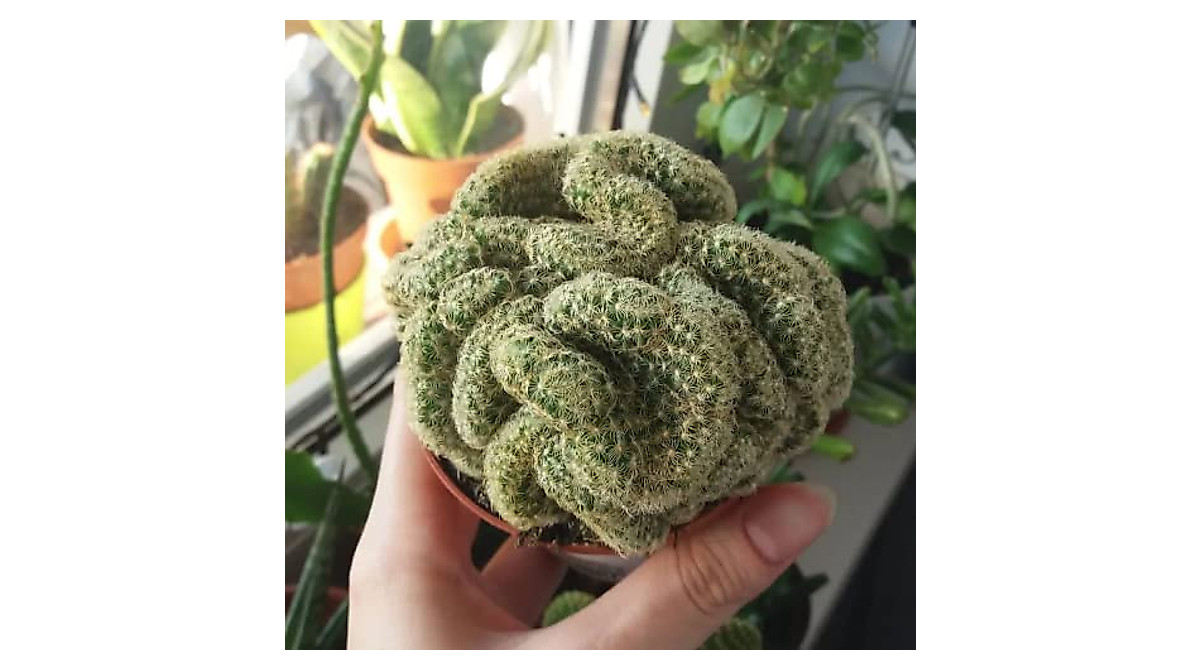 Buy CHUXAY GARDEN Brain Cactus Seeds - Easy Care Succulent