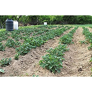 60 Yukon Gold Potato Seeds, Heirloom Long Storage Planting Ornaments Garden Perennials Simple to Grow Pots Gift