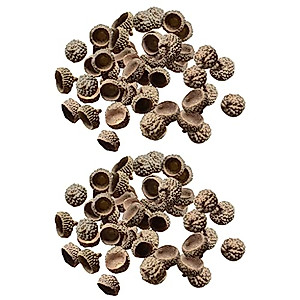 DYNWAVE 200Pcs Natural Acorns Caps Decorative for Craft Vase Fillers Home Garland Autumn Embellishments Ornaments