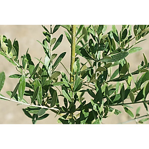 Arbequina Olive Tree - Live Plant, Includes Special Blend Plant Food & Planting Guide- Size (3-4FT)