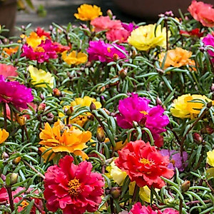 KVITER Portulaca Grandiflora Seed Mix Garden Purslane Double Flower Moss Rose About 1100 Seeds