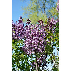 Proven Winners SYRPRC1157800 Scentara Double Blue Live Shrub 4.5" Quart Purple