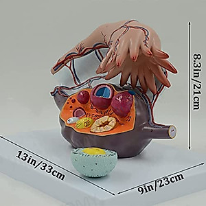 VNABO Removable Medical Model Female Reproductive System Anatomical Model Female Uterus and Ovary Structure Model Human Organ Model