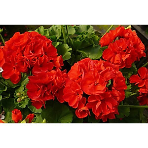 ATVADA Geranium Seeds 50Pcs for Planting Red Scented Ivy Leaf Perennial Flower Hardy Martha Washington Indoor Maverick