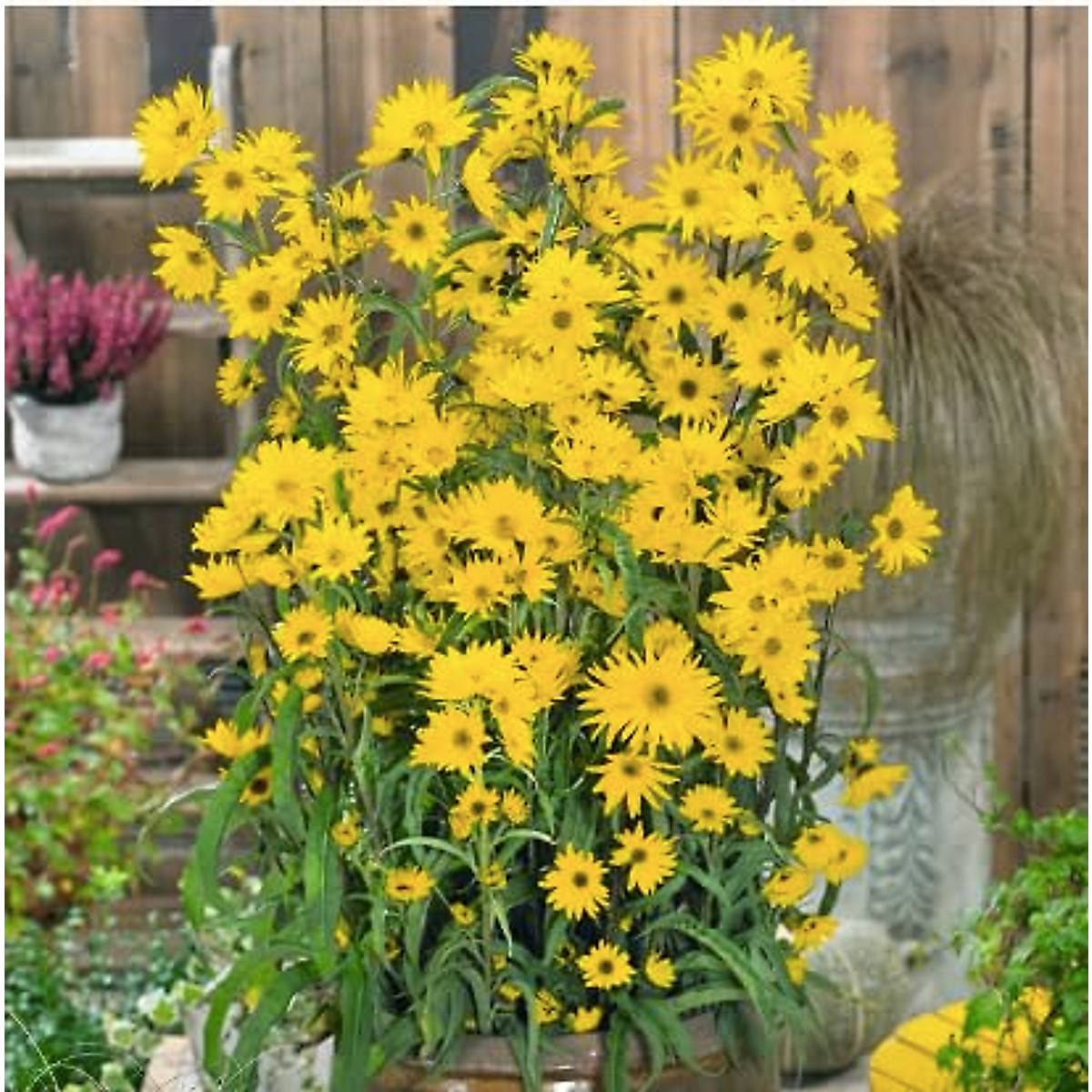 Maximilian Sunflower Seeds - Attracts Bees and Butterflies - Perennial Sunflower Native to North America, Approximtely 600 Seeds