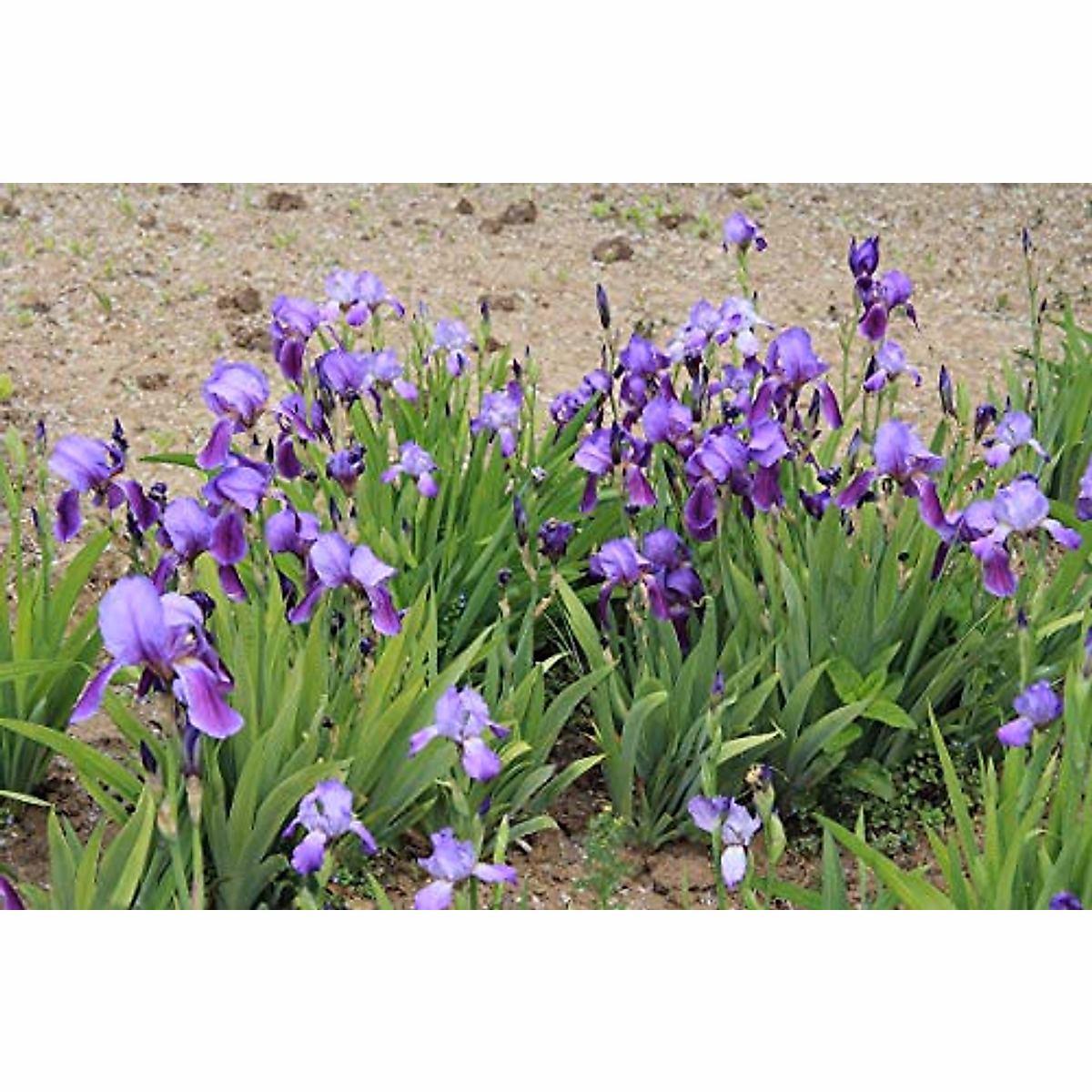 20+ Wild Purple Iris Flower Seeds Perennial Fragrant Plant Bonsai Home Garden
